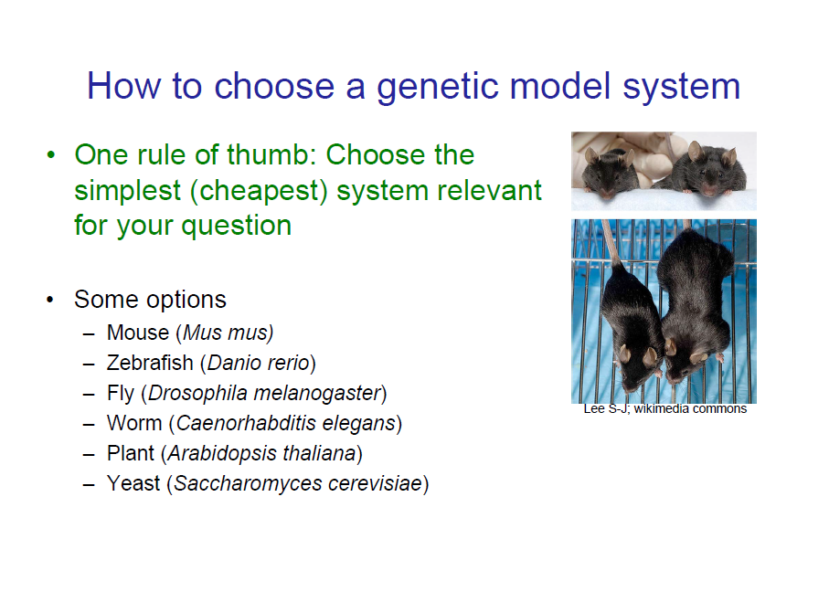 How to Choose a Model System