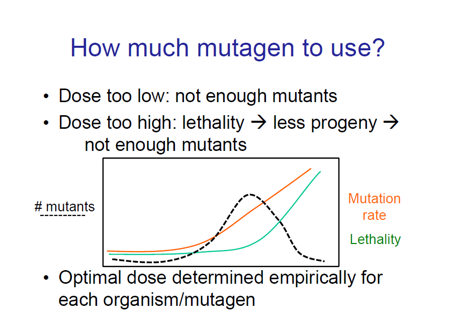 How Much Mutagen to Use