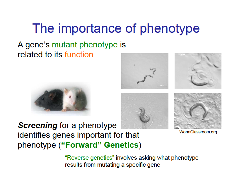 Importance of Phenotype (Slide 03)