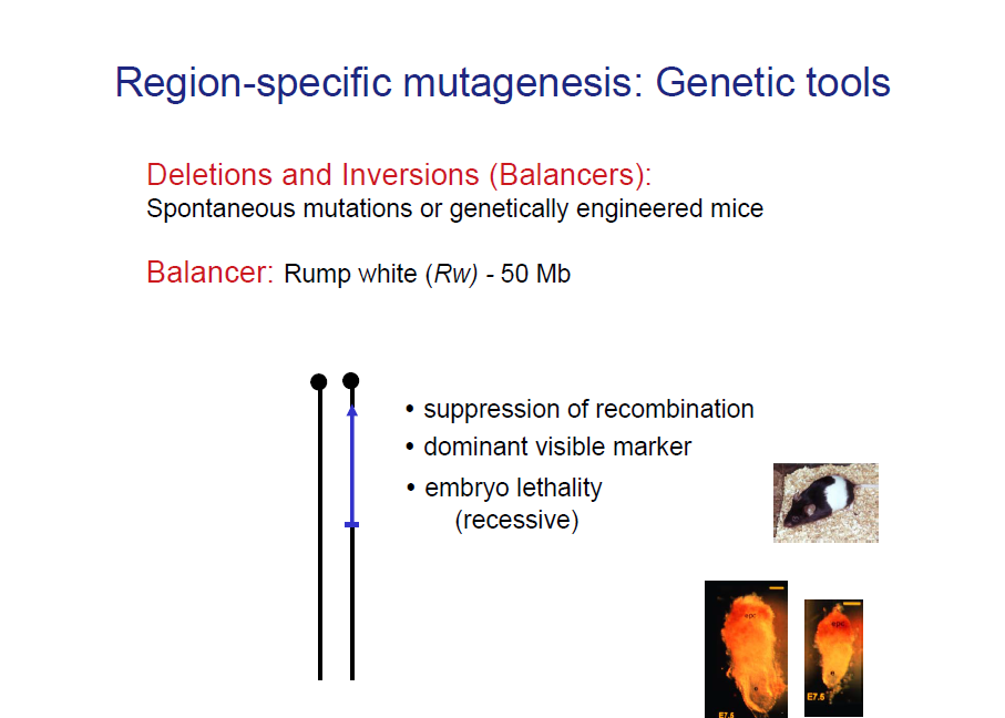 Balancer Chromosome
