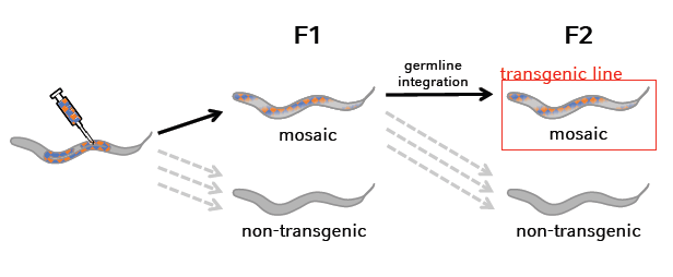 PCD-transgenic-lines-C-elegans.png