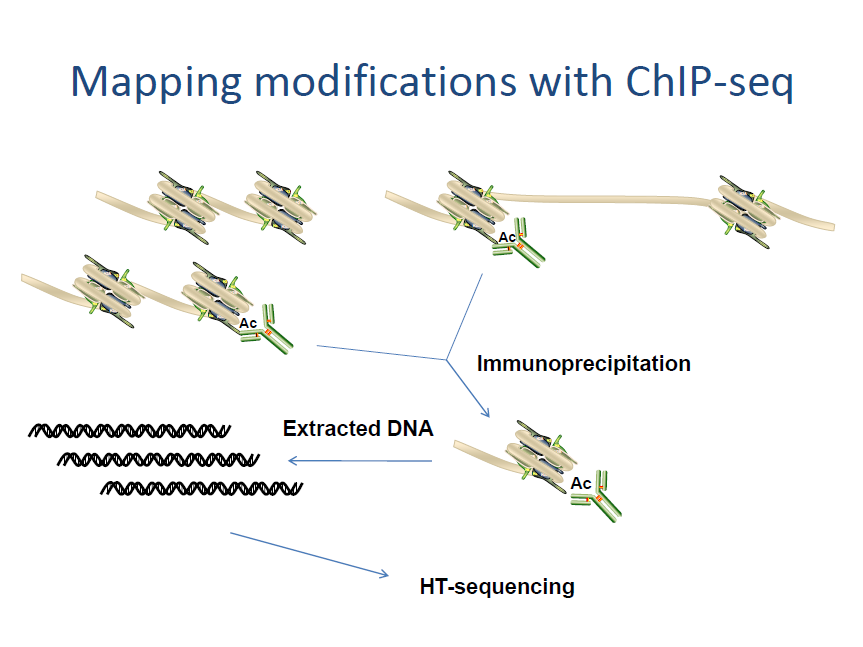 Mapping Modifications with ChIP-Seq