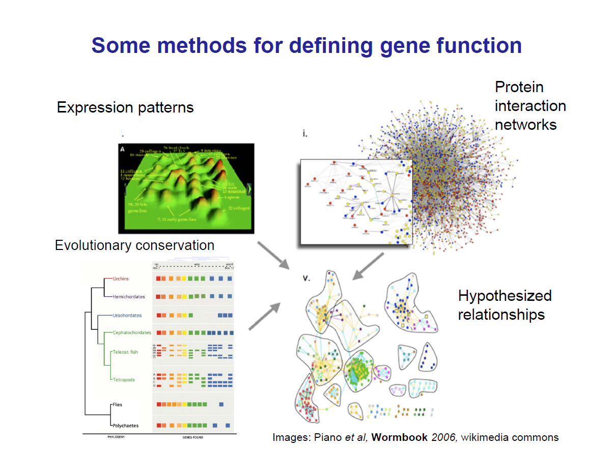 Methods for Defining Gene Function (Slide 02)