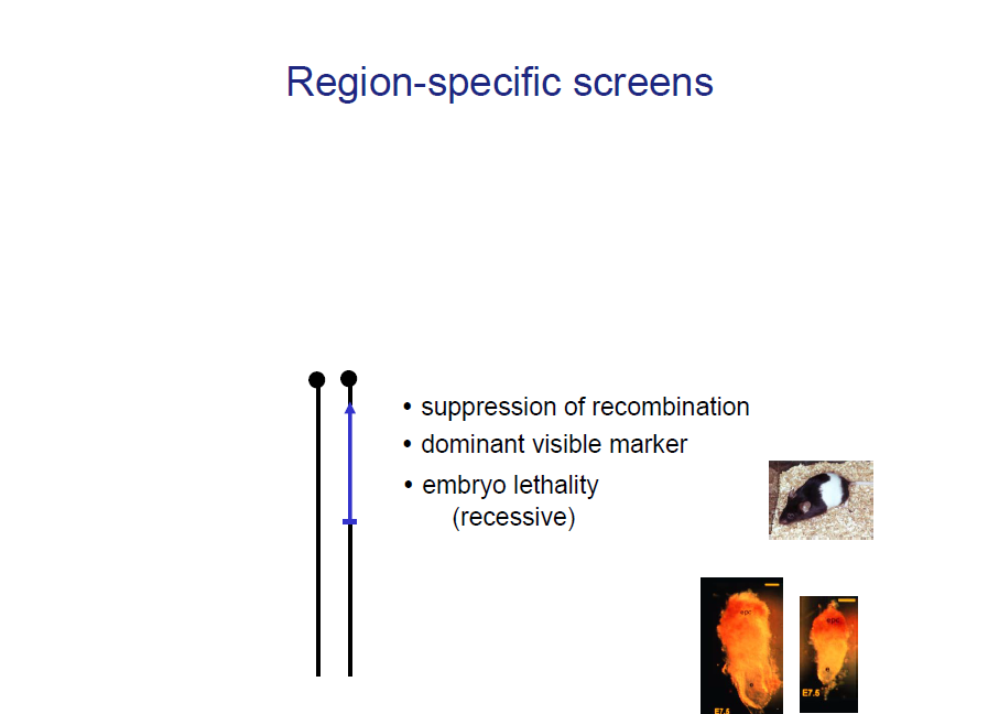 Region-Specific Screens