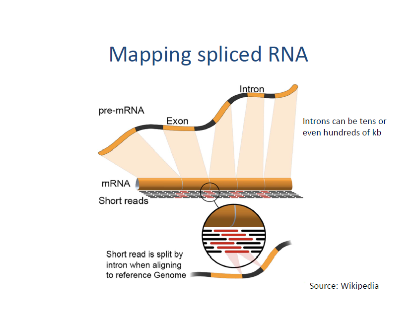 Mapping Spliced DNA