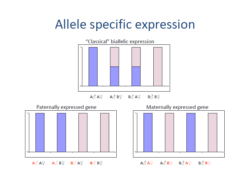 Allele Specific Expression I